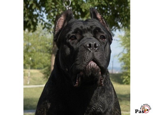 Cane Corso