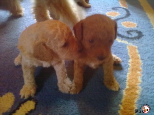 Pudle