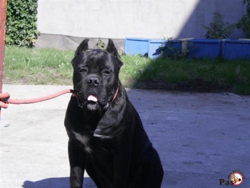 Cane Corso