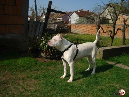 Dogo argentino