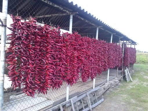 MLEVENA ZAČINSKA PAPRIKA - LJUTA