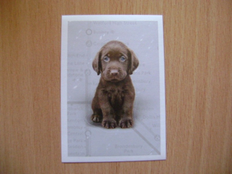 Puppy e Kitty Kuce I mace sličica broj 152