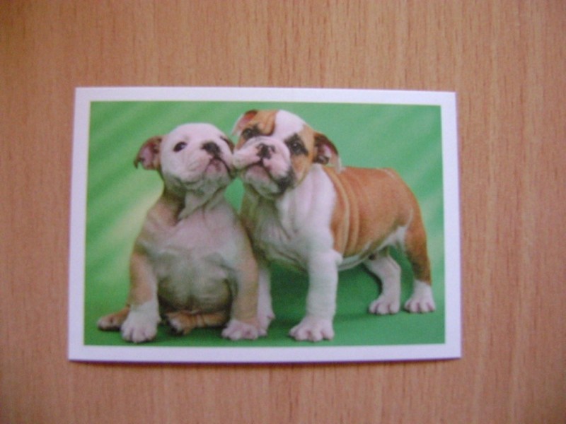 Puppy e Kitty Kuce I mace sličica broj 154