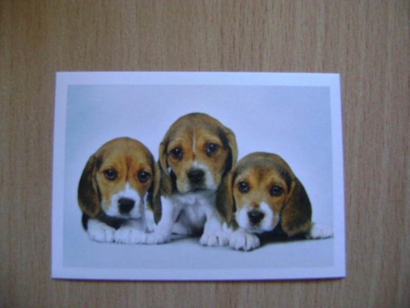 Puppy e Kitty Kuce I mace sličica broj 156