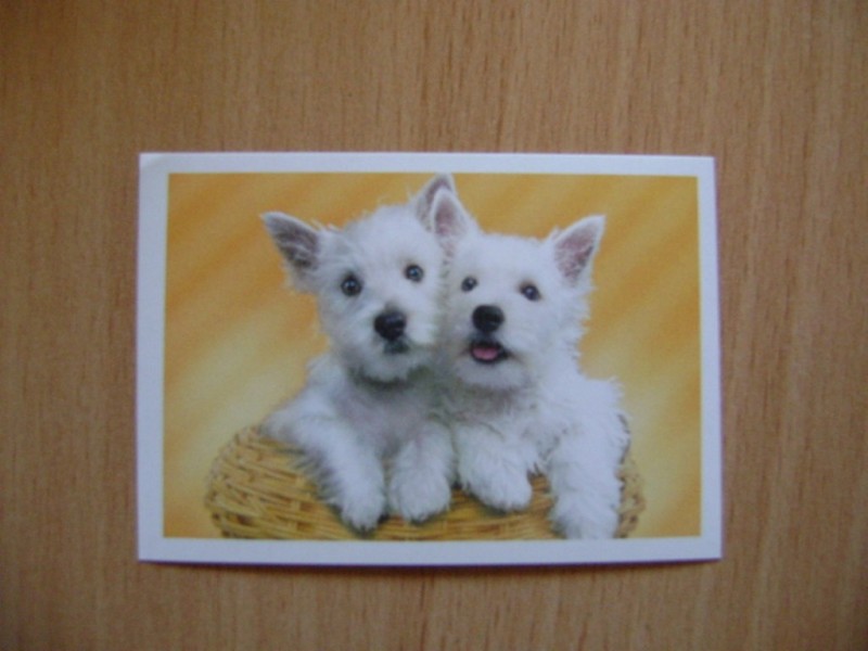 Puppy e Kitty Kuce I mace sličica broj 159