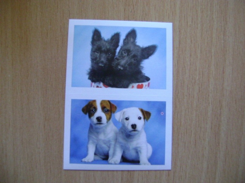 Puppy e Kitty Kuce I mace sličica broj 160