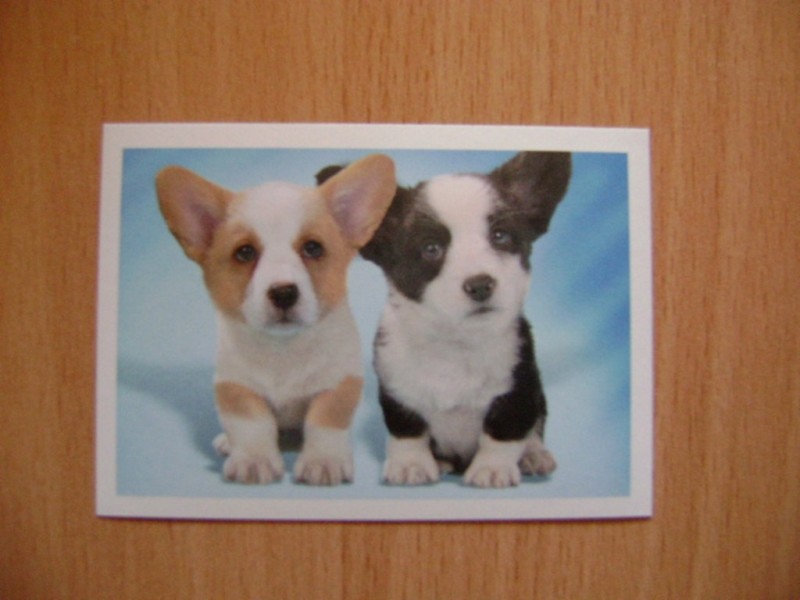 Puppy e Kitty Kuce I mace sličica broj 162