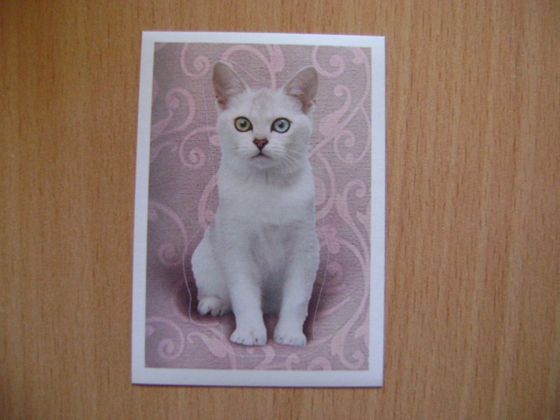 Puppy e Kitty Kuce I mace sličica broj 164
