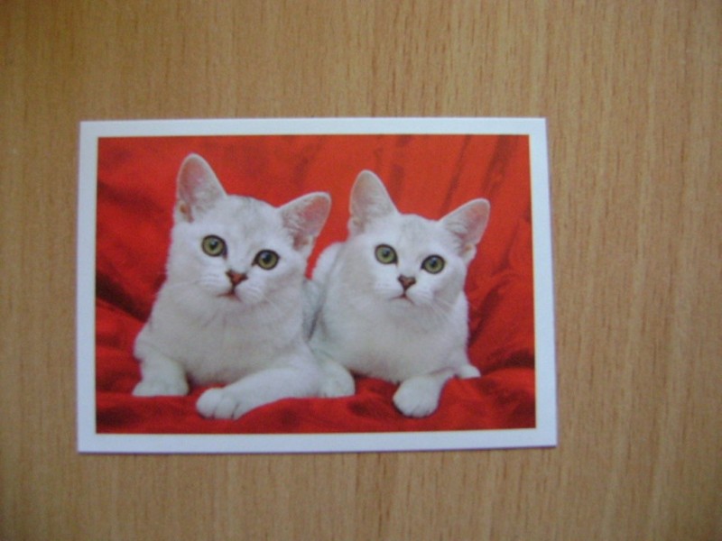 Puppy e Kitty Kuce I mace sličica broj 166