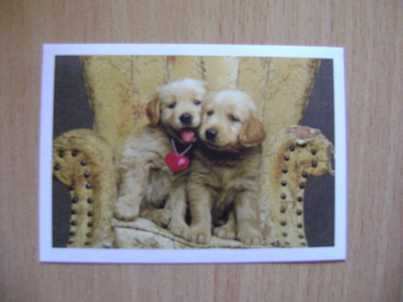 Puppy e Kitty Kuce I mace sličica broj 169