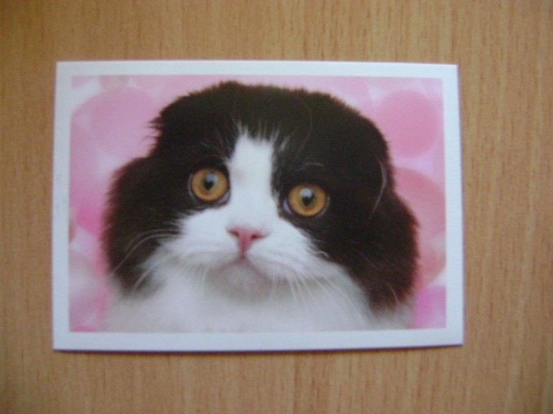 Puppy e Kitty Kuce I mace sličica broj 171