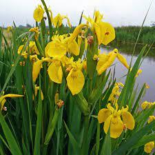 vodeni iris žuti cvet