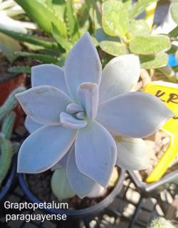 Graptopetalum paraguayense