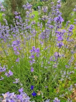 Lavanda