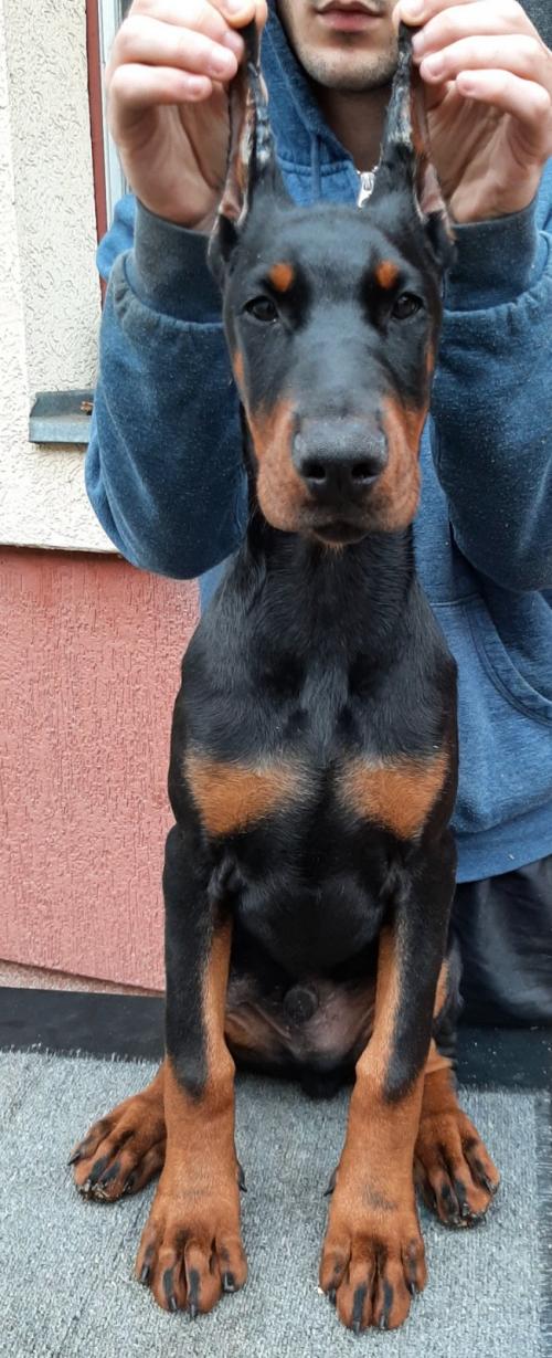 Štenci dobermana