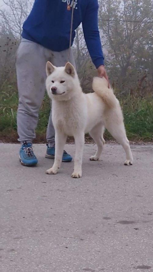 Japanska akita inu štenci