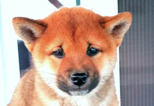 Shiba Inu štenci