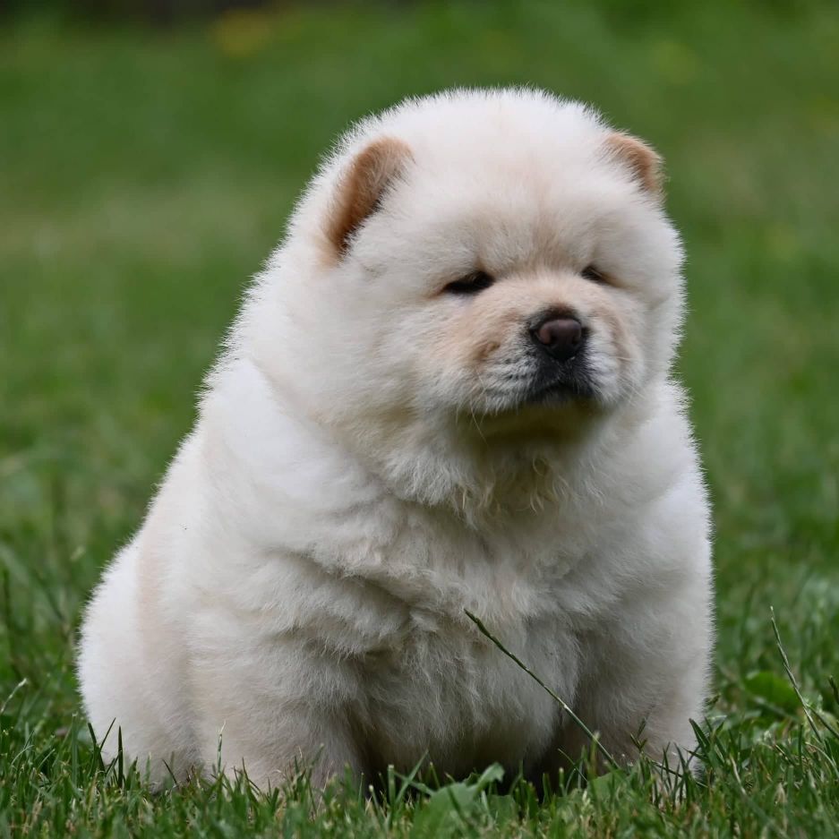 Chow Chow – Cau Cau