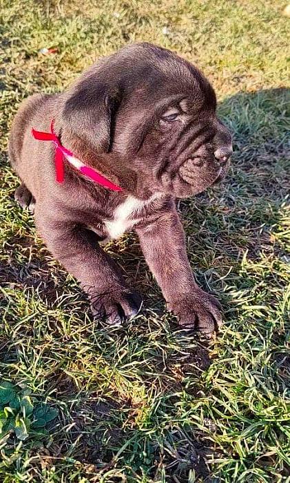 Cane Corso štenci