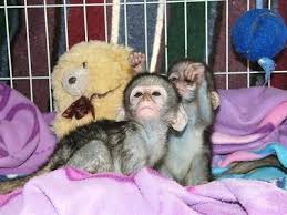 Prodajem blizance majmuna kapucina.
