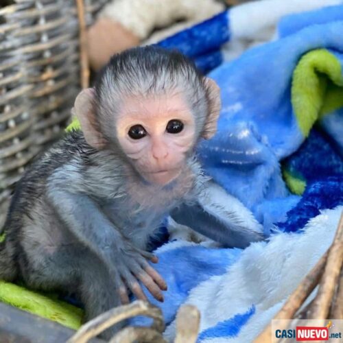Prodajem zdrave bebe kapucin majmuna.