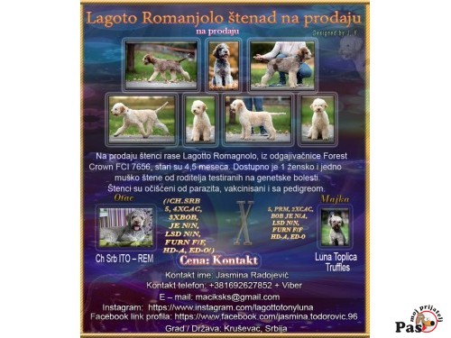 Lagotto romagnolo