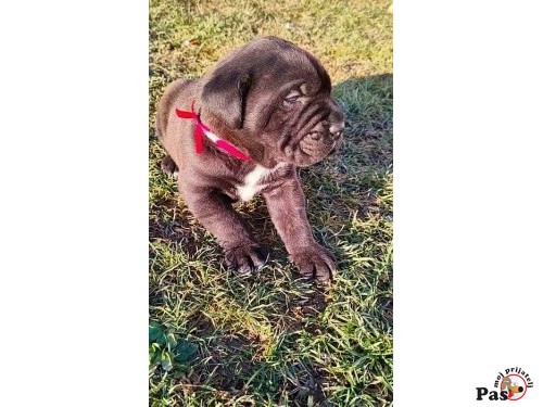 Cane Corso