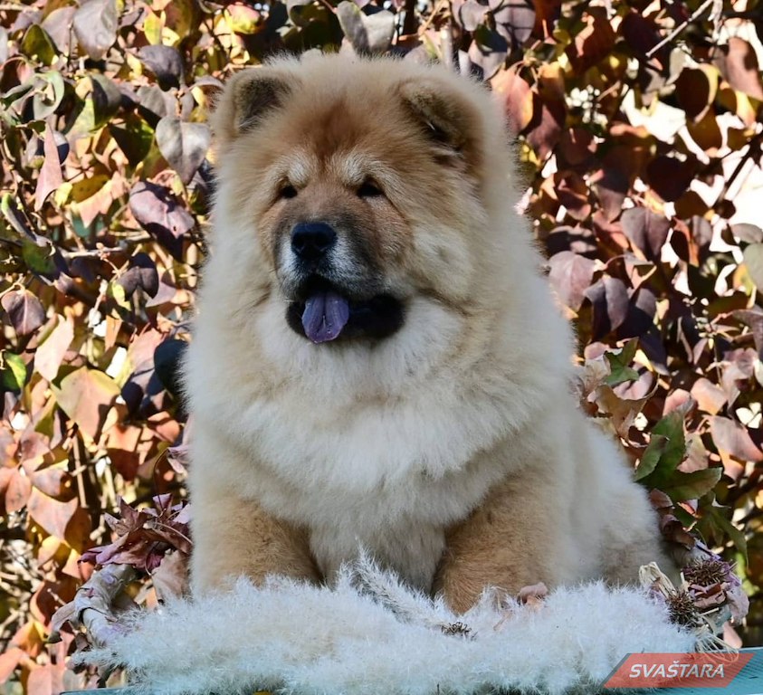 Chow Chow - Cau Cau