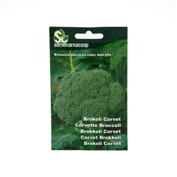 Seme Brokoli Corvet