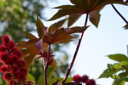 Ricinus crveni domaći permakulturni organski seme semena