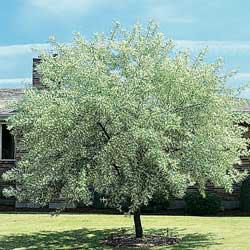 Elaeagnus angustifolia - Ruska maslina ( Dafina ) seme