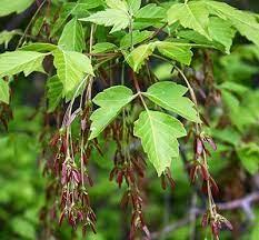 acer negundo(pajavac)