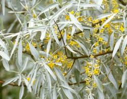 Elaeagnus angustifolia - Ruska maslina ( Dafina ) seme