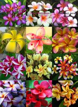 Plumeria rubra mix (3 semenke) Frangipani havajski cvet