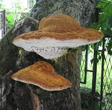 gljive na drvetu za dekoraciju