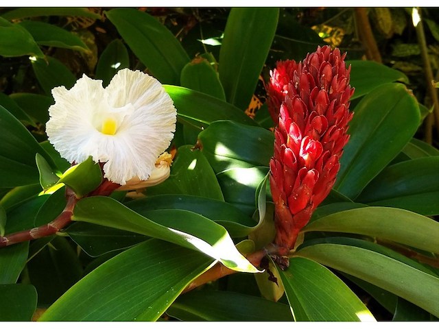 Indijski djumbir (seme) Costus speciosus