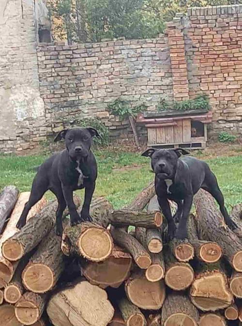 PIT BULL - na prodaju stari 5 meseca