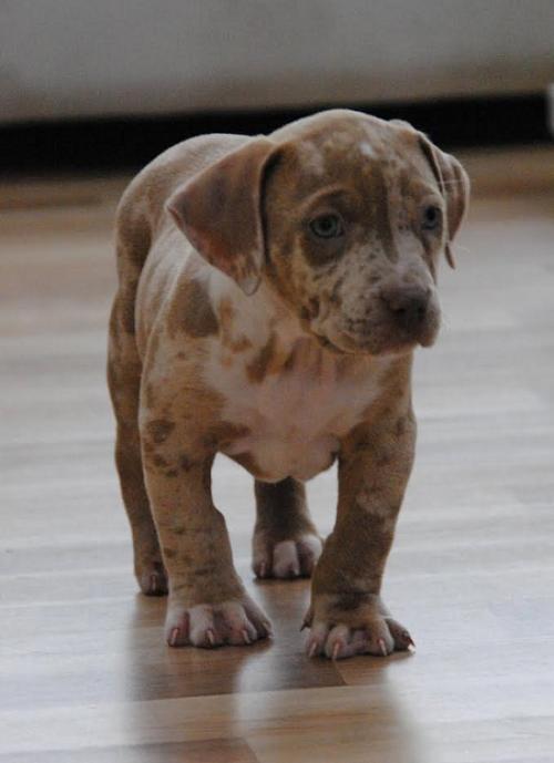 American bully xl