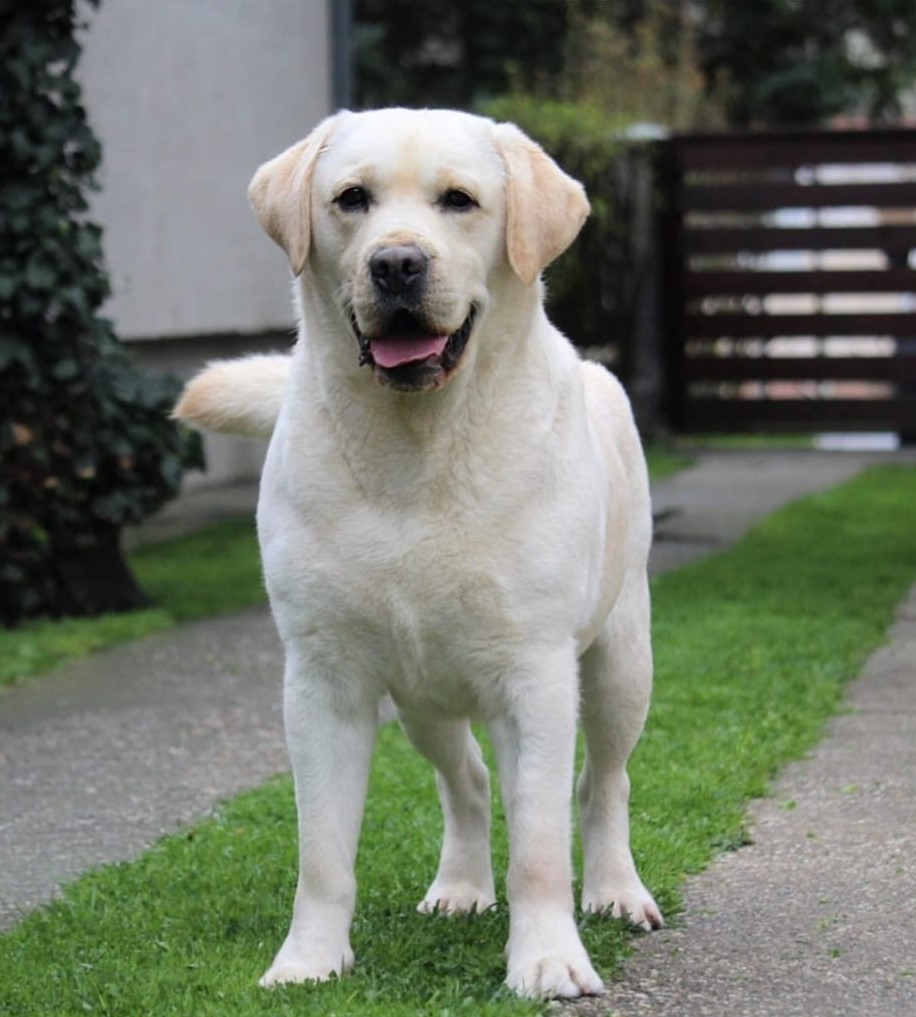 Labrador Retriver štenci