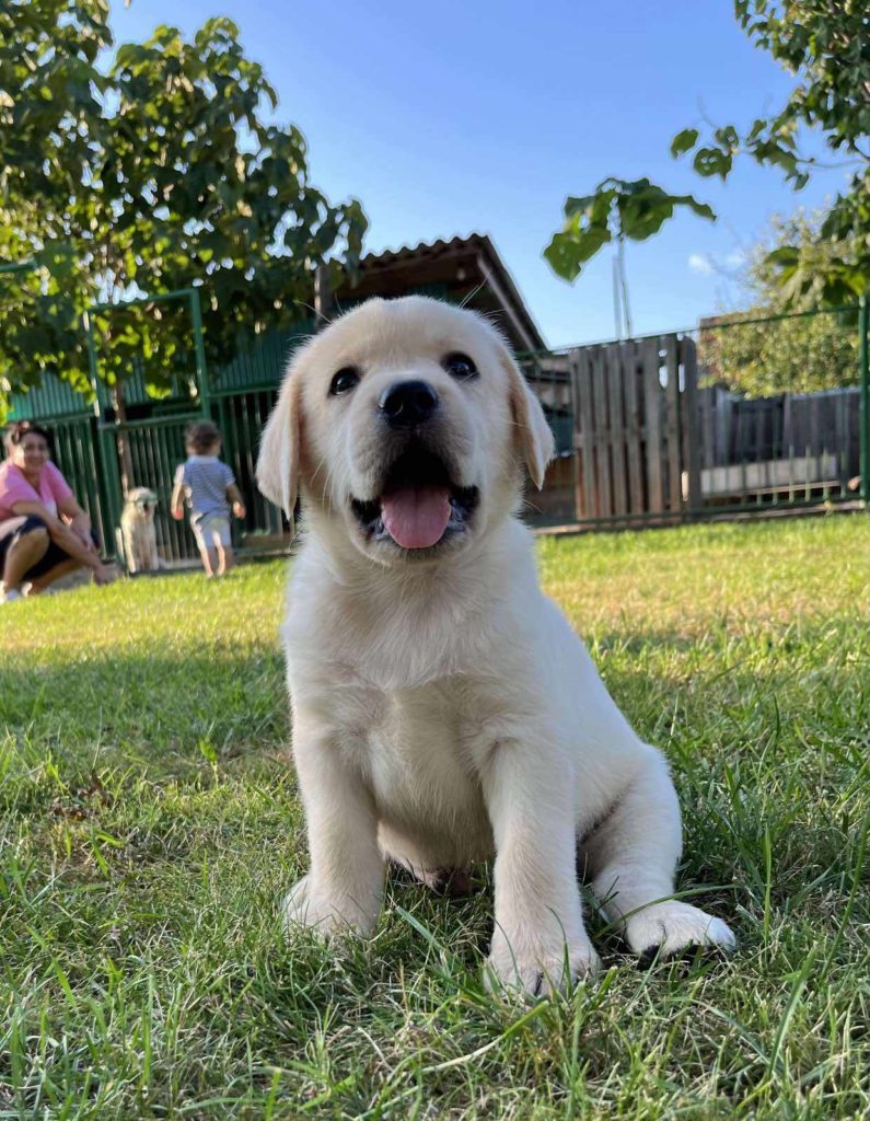 Labrador Retriver štenci