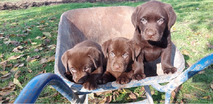 Labrador retriver štenci