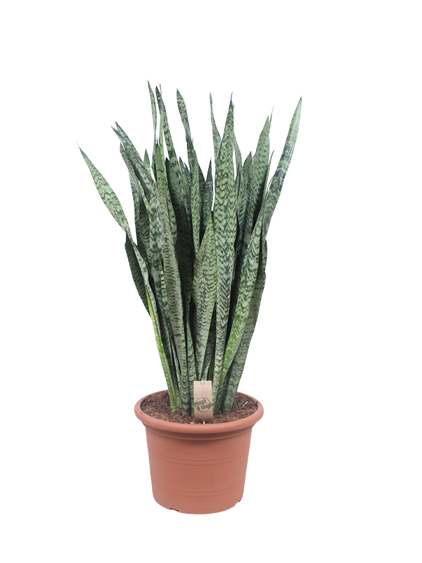 Sanseveria ‘Zeylanica’