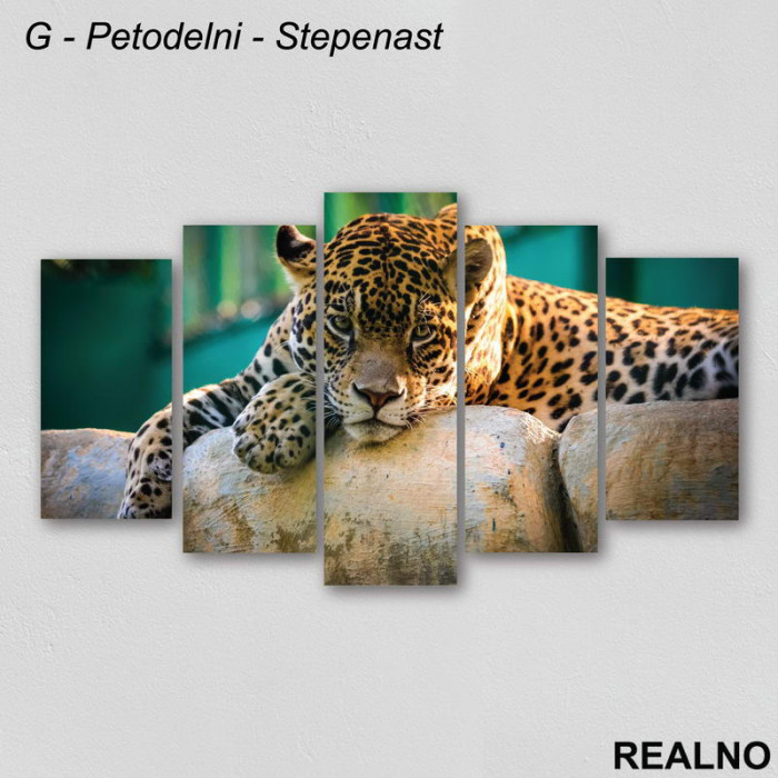 LEOPARD LEŽI NA KAMENU - SLIKA NA PLATNU - KANVAS