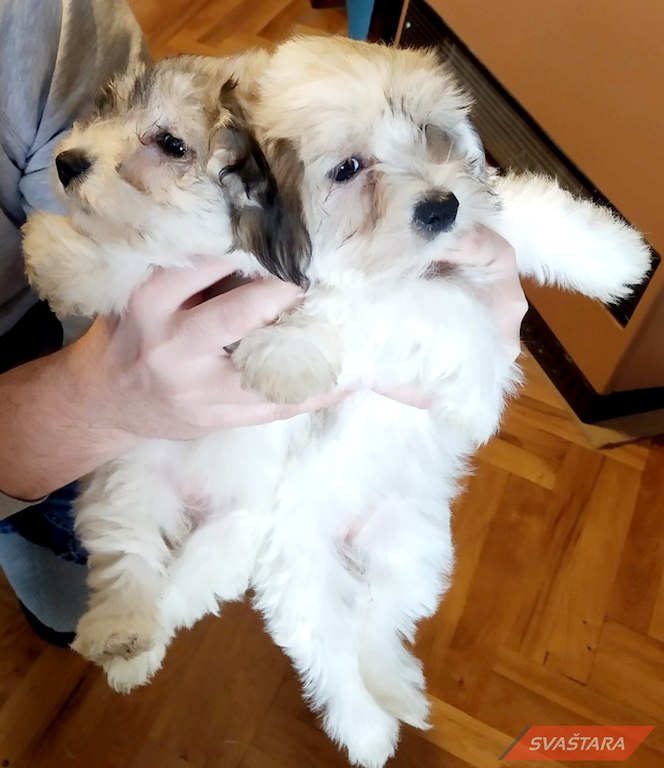 Coton de Tulear zenkice