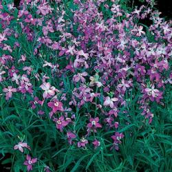 Nocna frajla (seme) Matthiola bicornis