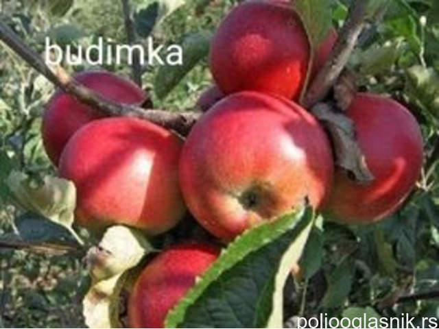 Voćne sadnice jabuke