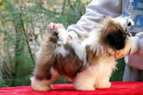 SHIH TZU kvalitetna stenac