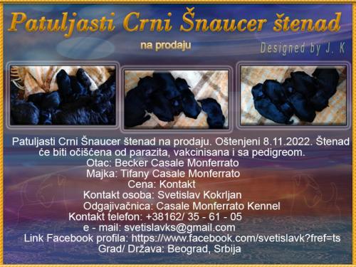 Patuljasti Crni Šnaucer