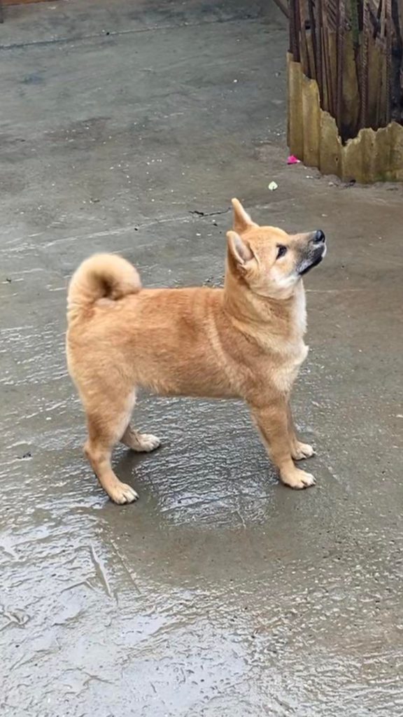 Shiba inu štenci