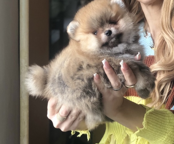 Pomeranac,Pomeranian,Boo štenci